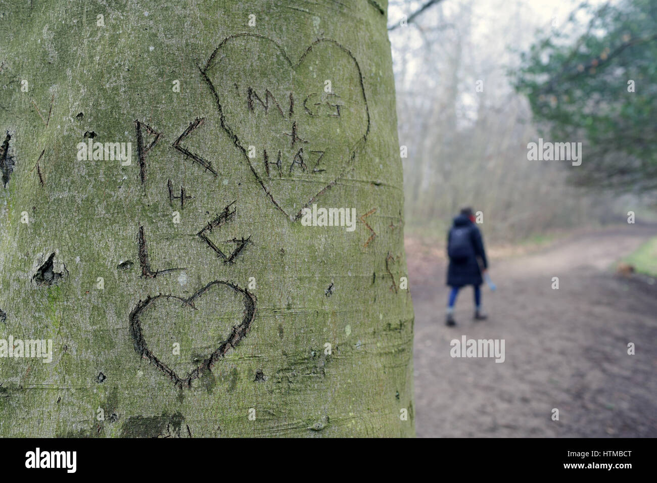 Hearts carved in a tree Stock Photo - Alamy