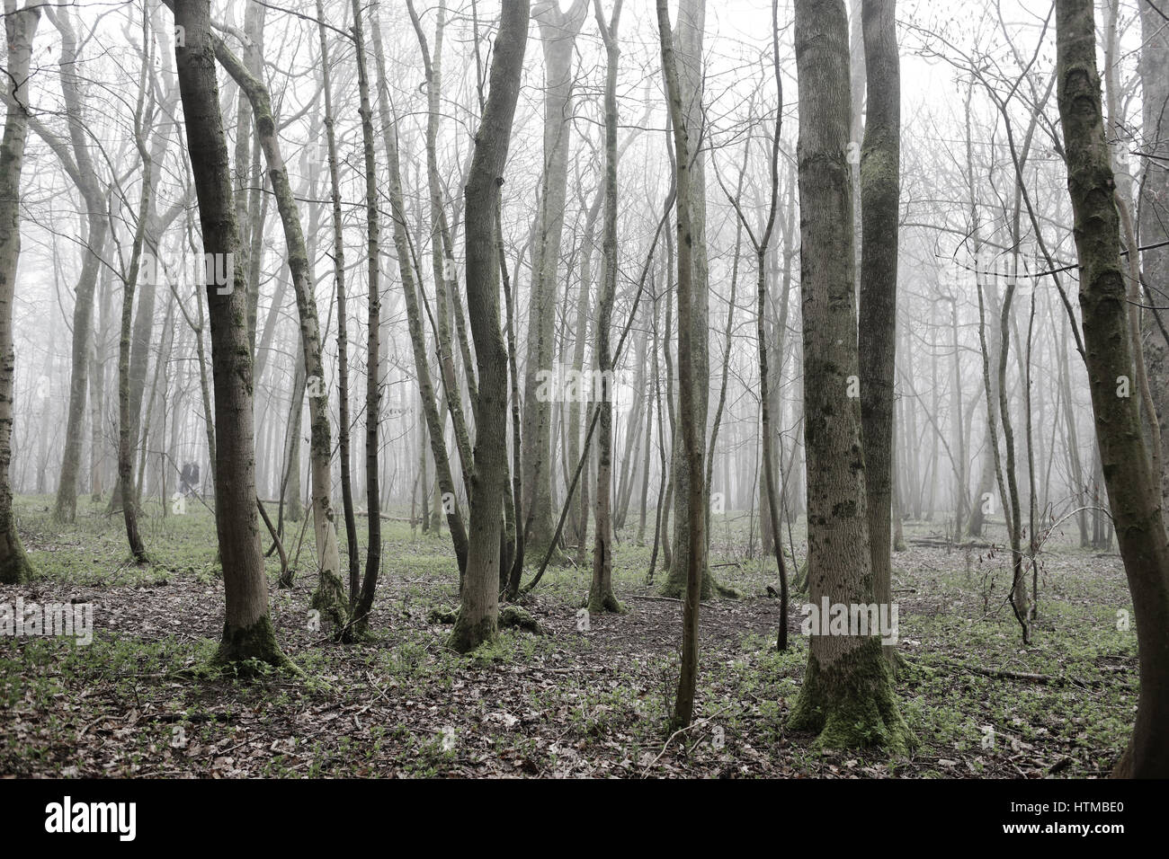 Mist in the forest Stock Photo - Alamy