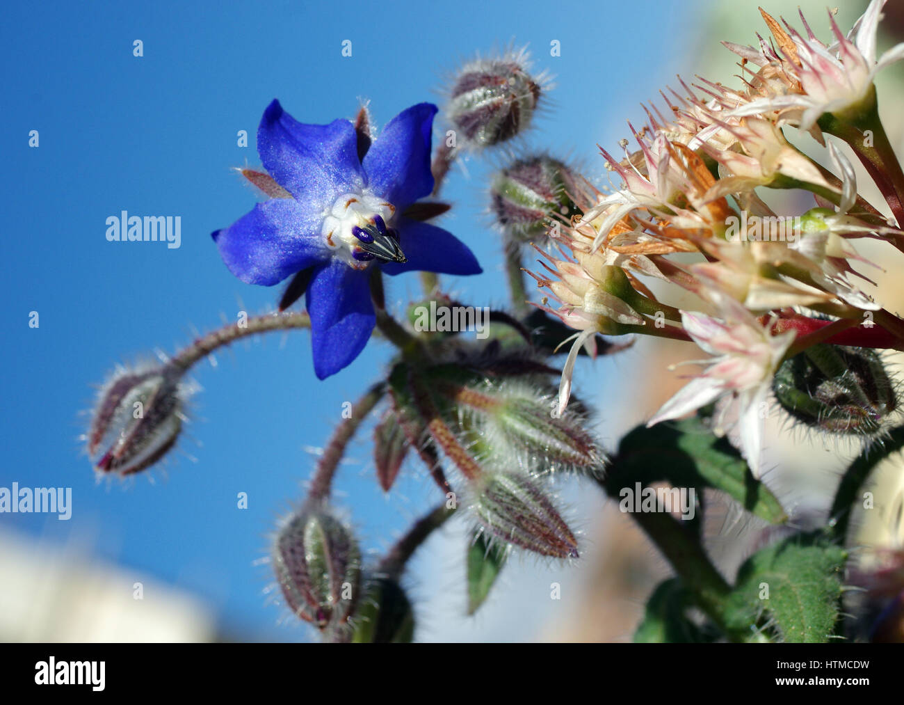 Borragine hi-res stock photography and images - Alamy