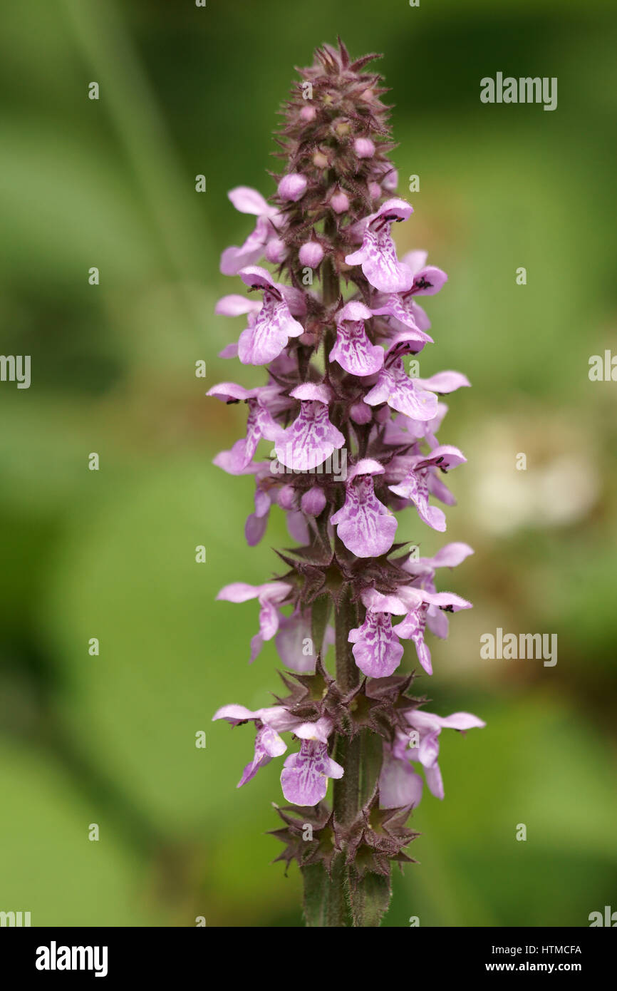 Stachys palustris hi-res stock photography and images - Alamy
