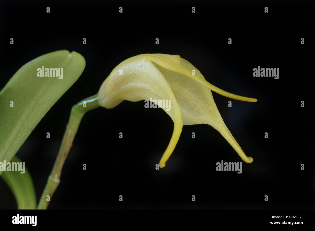 Masdevallia hi-res stock photography and images - Alamy