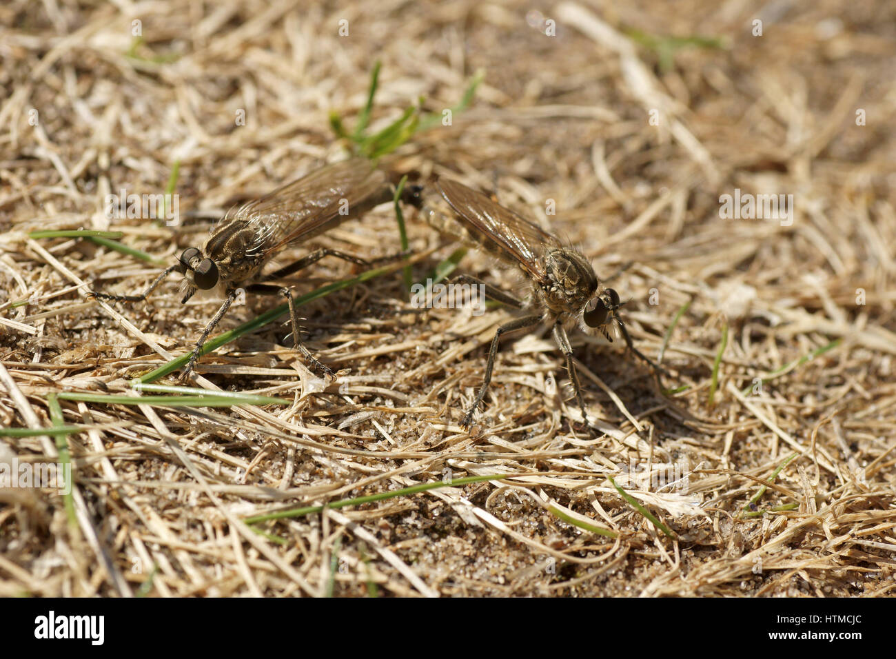 Mating snipe flies hi-res stock photography and images - Alamy