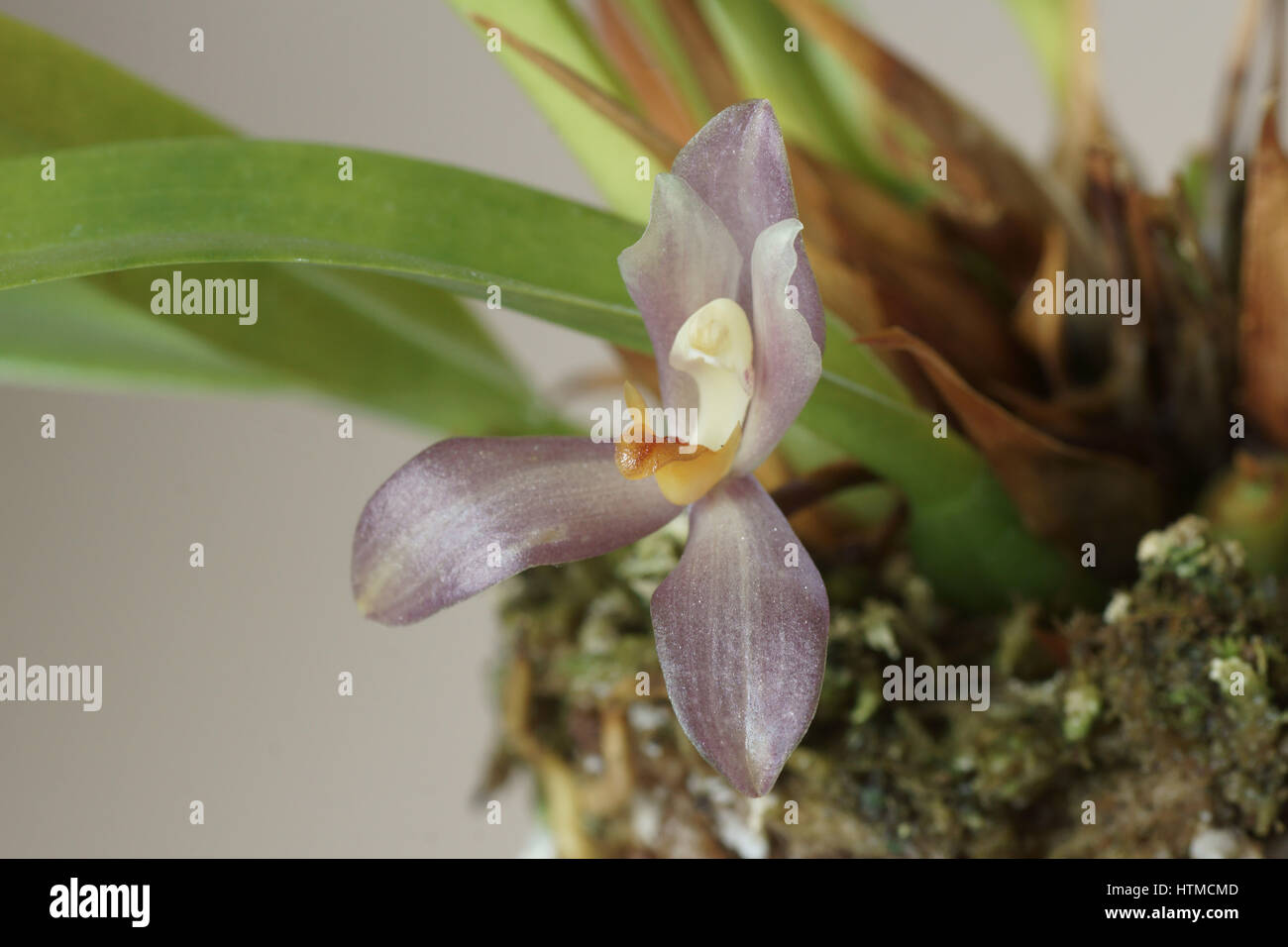 Maxillaria hi-res stock photography and images - Alamy