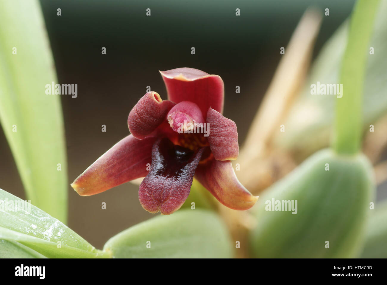 Maxillaria hi-res stock photography and images - Alamy