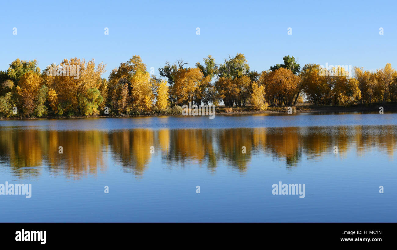Reflection of trees' colorful fall foliage at a lake in the Arapaho ...