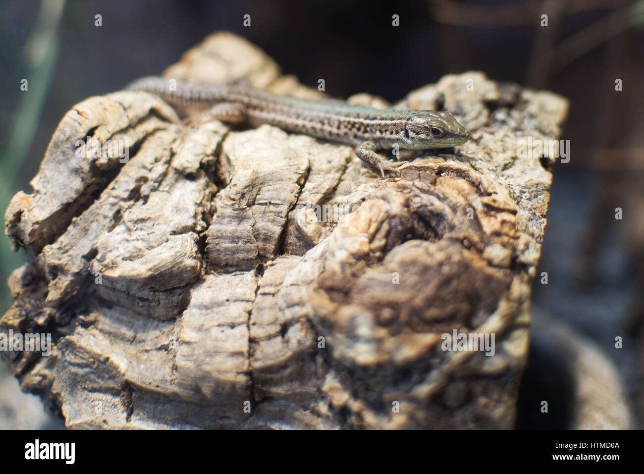 Close up on Podarcis Tauricus (Crimean Wall Lizard Stock Photo - Alamy