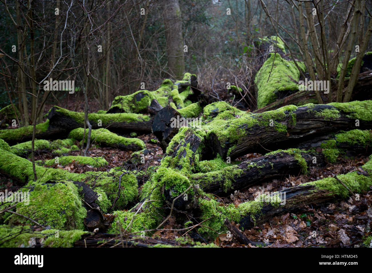 Lichen and moss covered dead tree trunks in the rain on the National ...