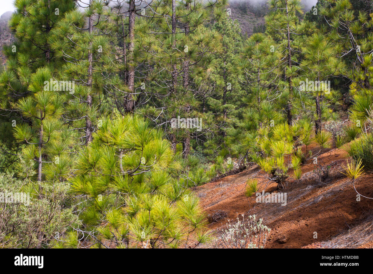 Beautiful panorama of pine forest with sunny summer day. Coniferous ...