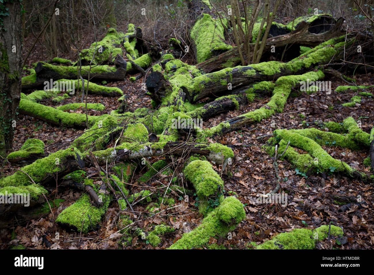 Lichen and moss covered dead tree trunks in the rain on the National ...