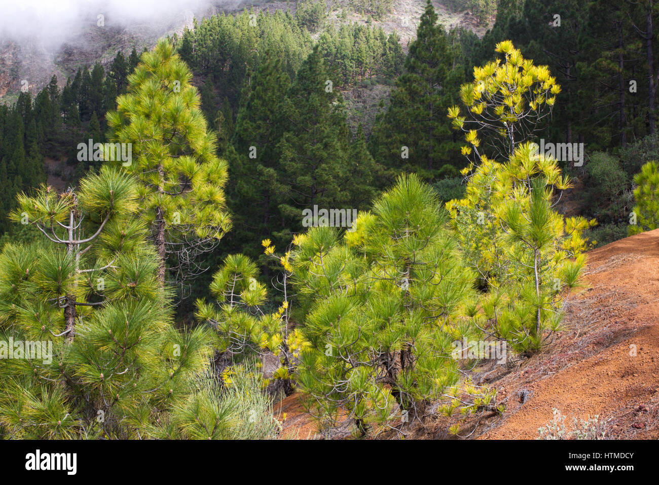 Beautiful panorama of pine forest with sunny summer day. Coniferous ...