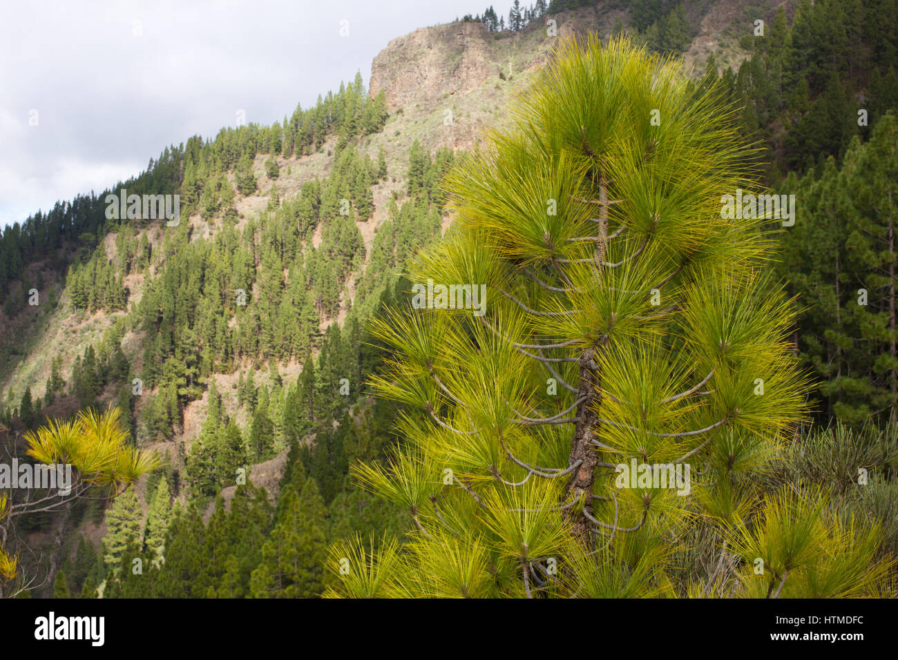 Beautiful panorama of pine forest with sunny summer day. Coniferous ...
