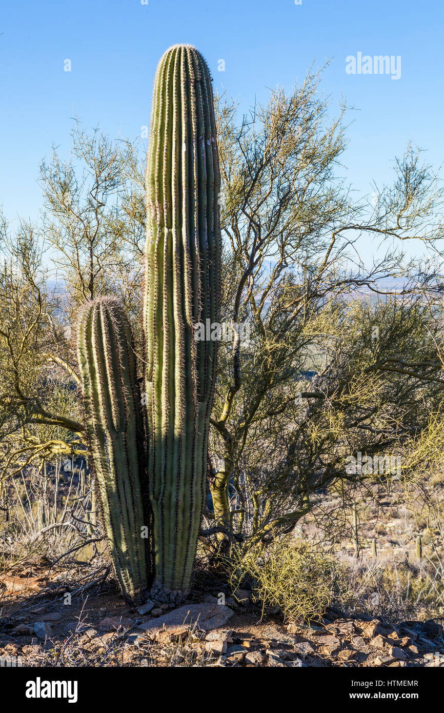 Palo Verde Cactus
