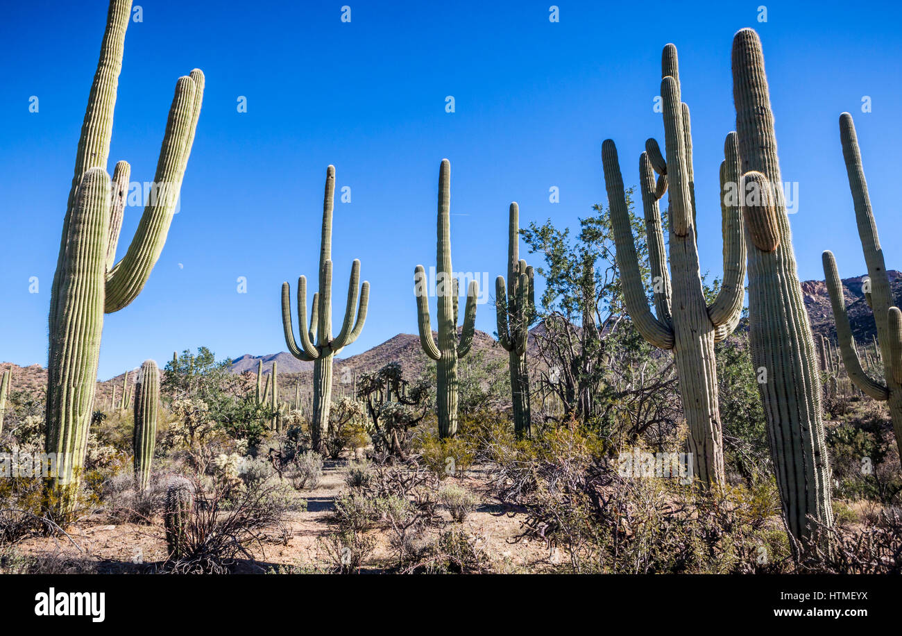 Desert Landscape, Saguaro National Park, Arizona Stock Photo - Alamy