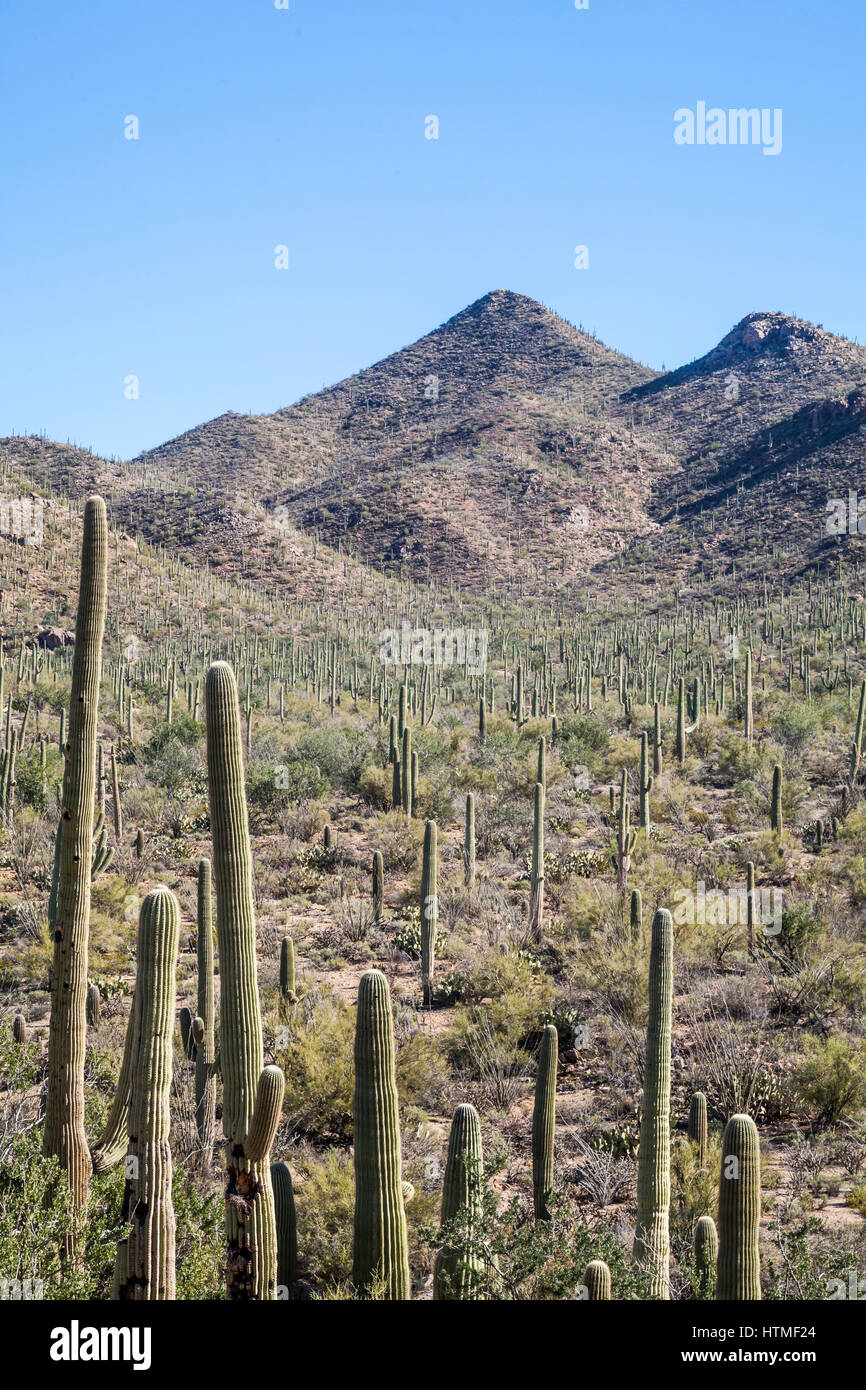 Desert Landscape, Saguaro National Park, Arizona Stock Photo - Alamy