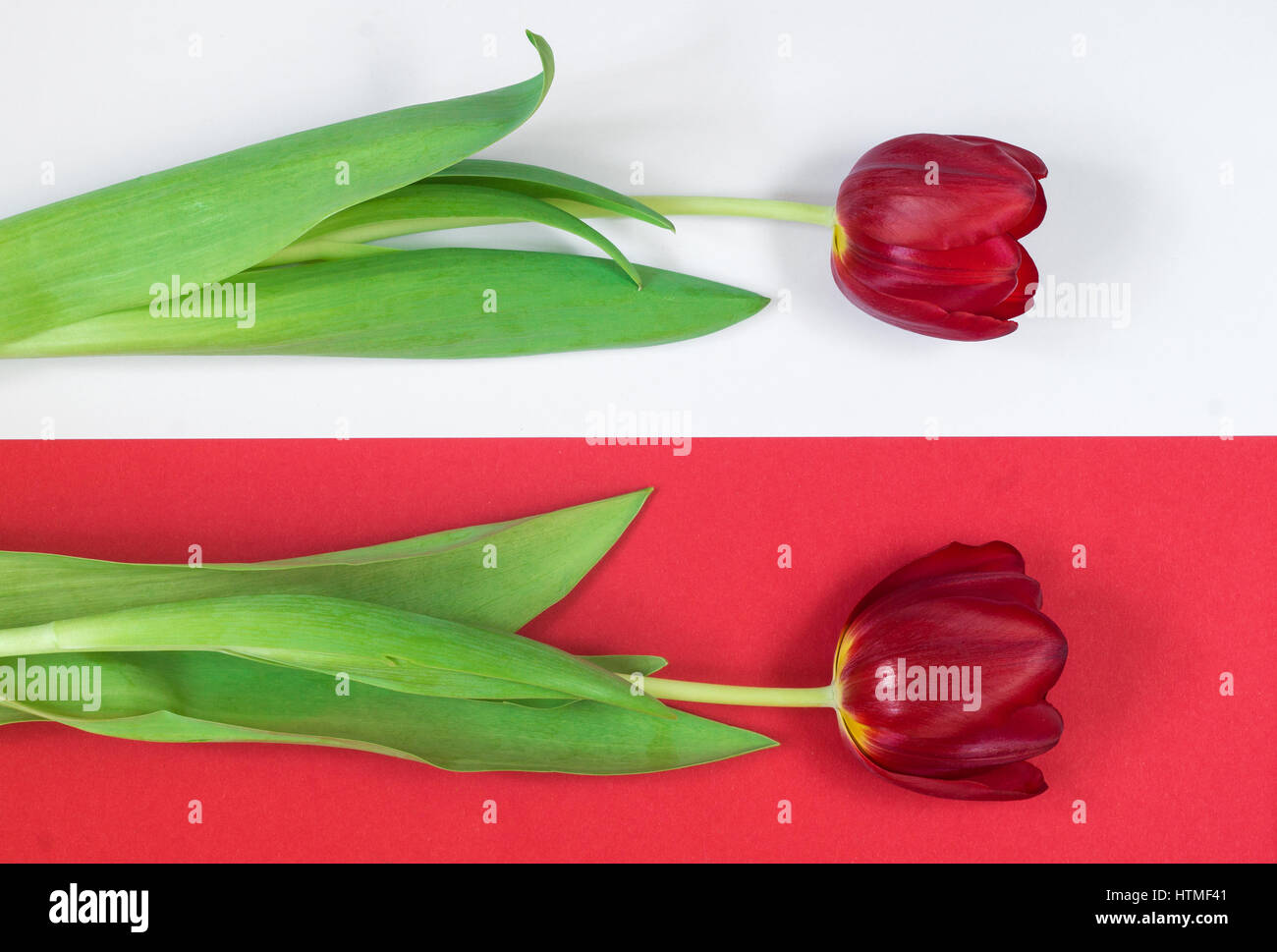 Two red tulips on white and red background Stock Photo - Alamy