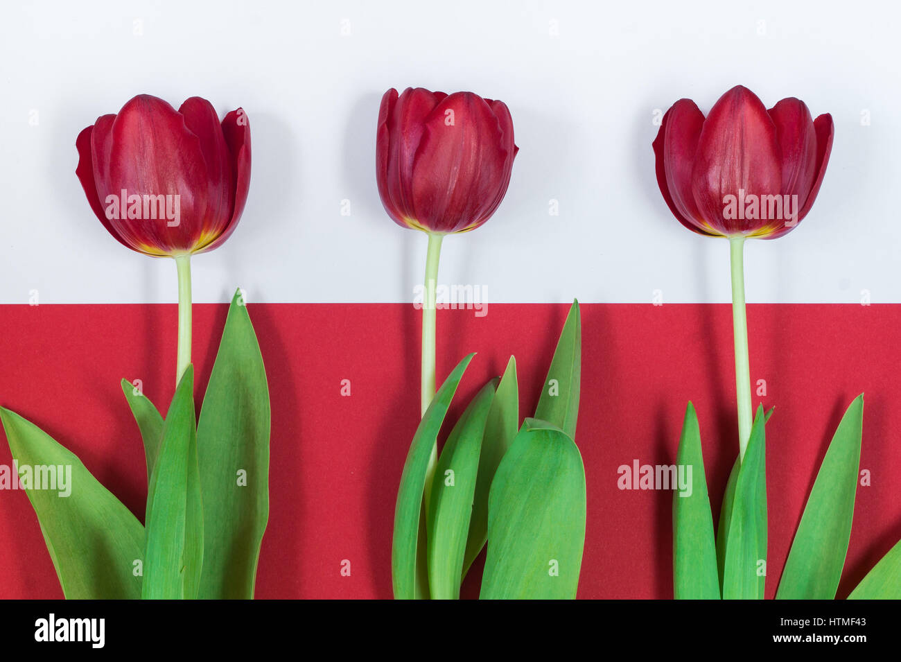 Three red tulips on white and red background Stock Photo - Alamy