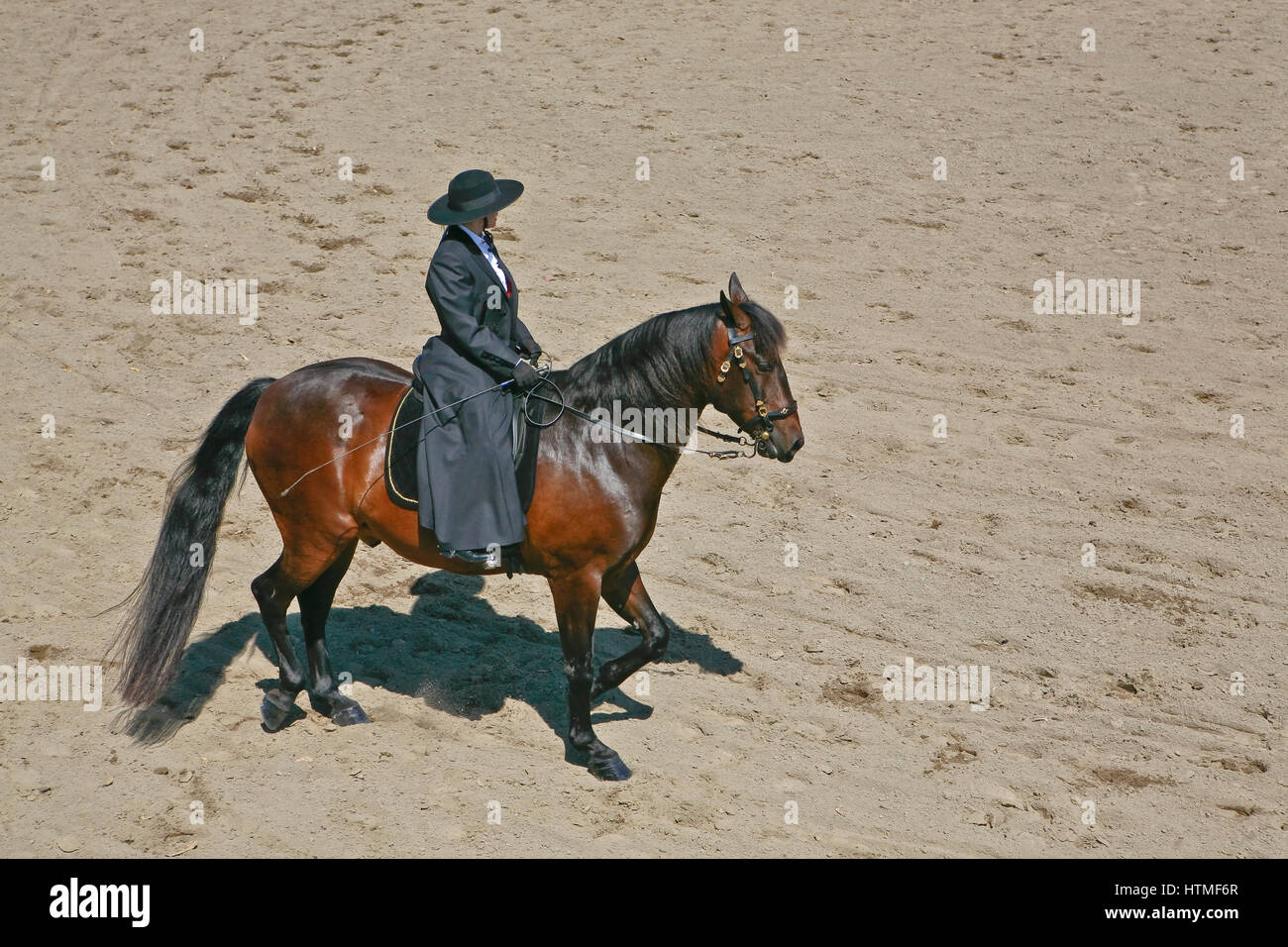 Western Pleasure Andalusian Horses