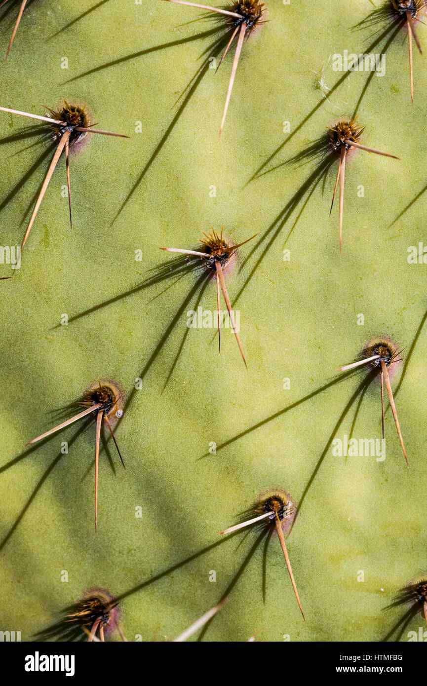 Closeup of prickly pear cactus Stock Photo - Alamy