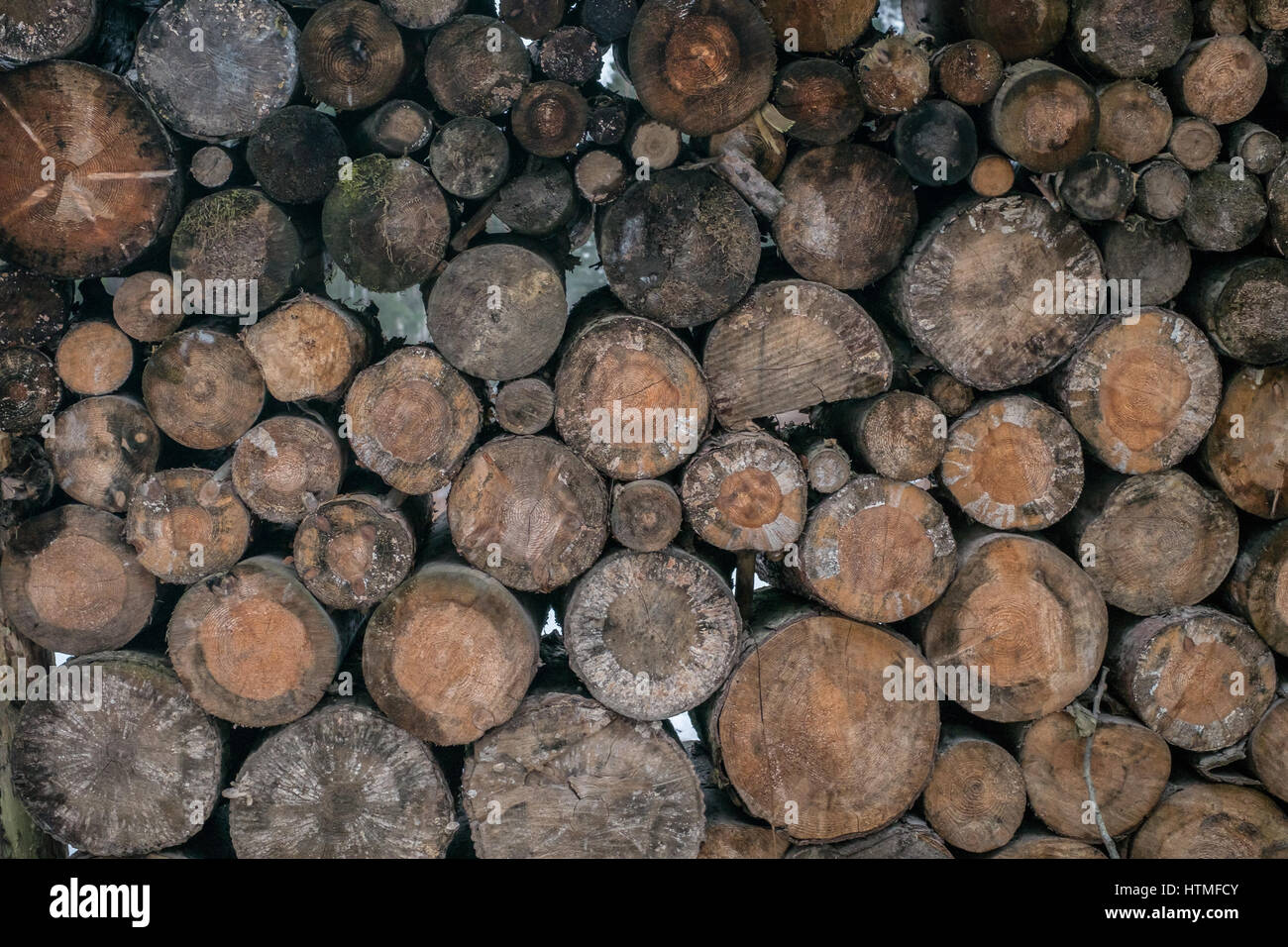 Awesome winter faded woods background in winter Stock Photo - Alamy