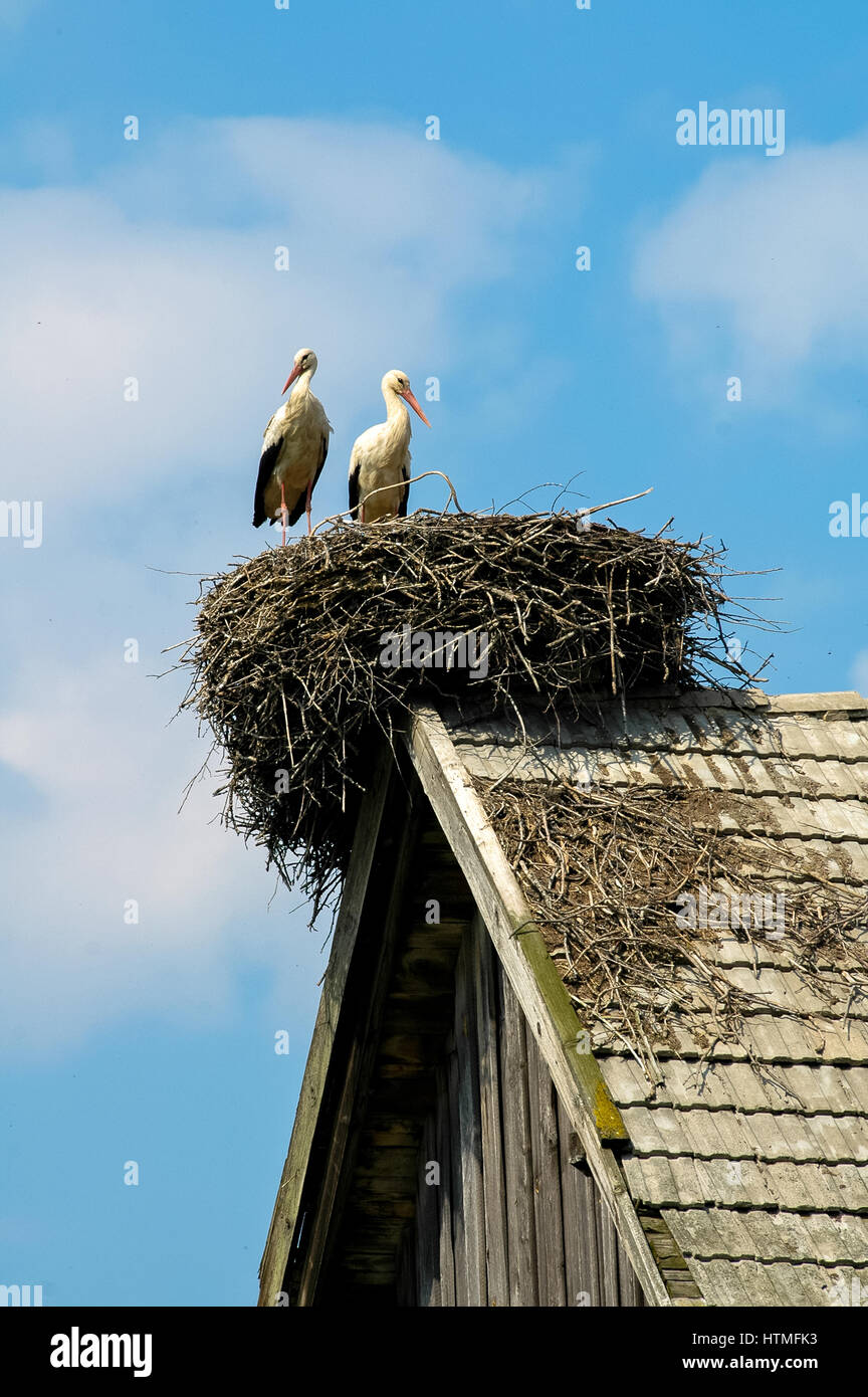 storks at nest at chimney in poland Stock Photo - Alamy