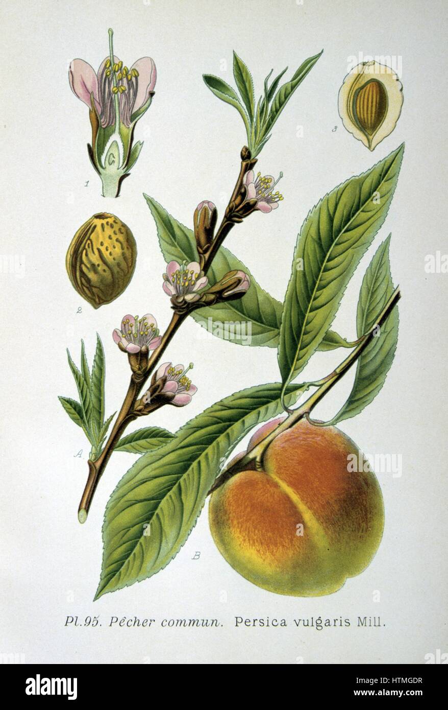 Common Peach (Persica vulgaris). From A Masclef "Atlas des Plantes de ...