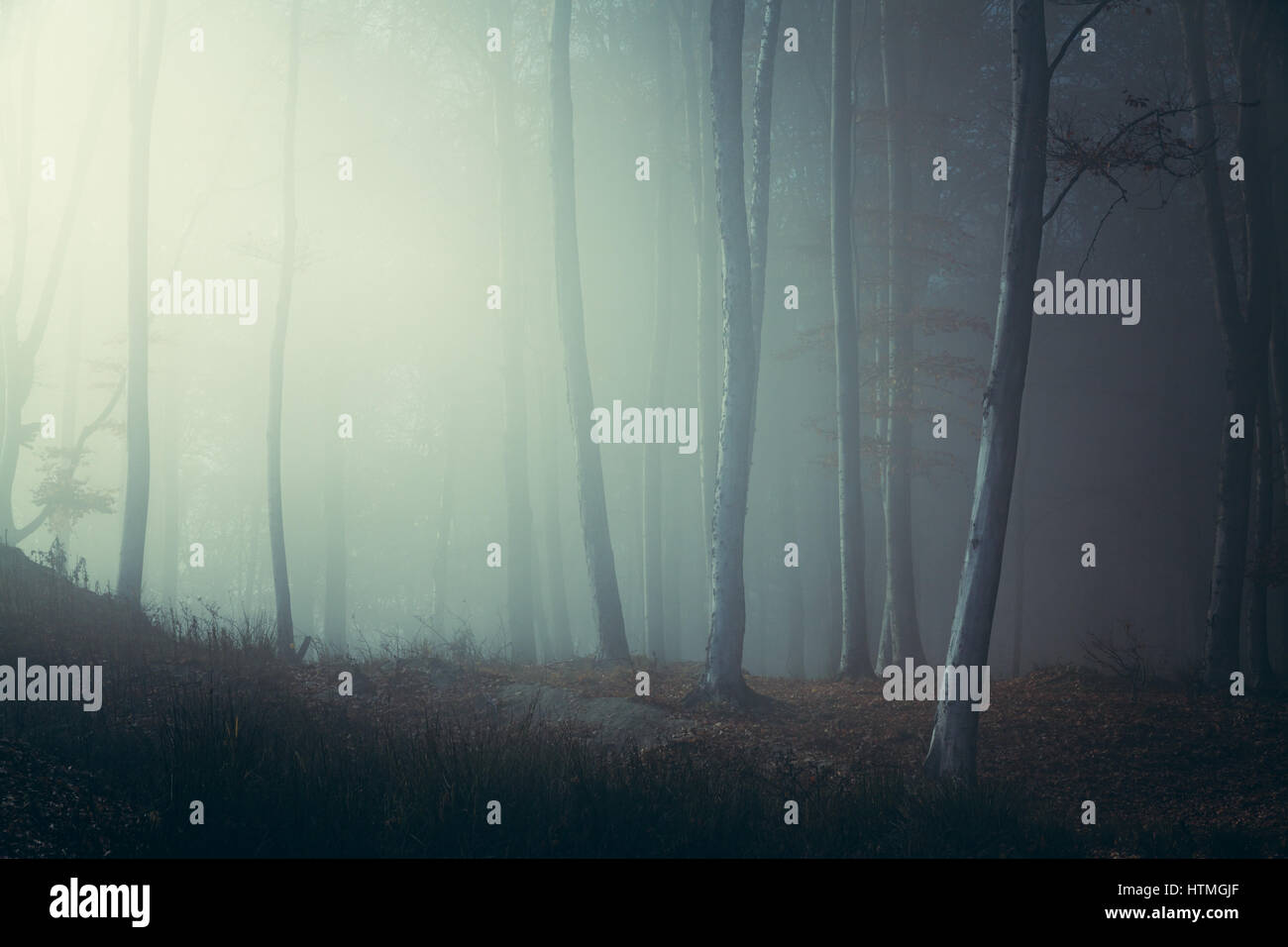 Creepy forest hi-res stock photography and images - Alamy
