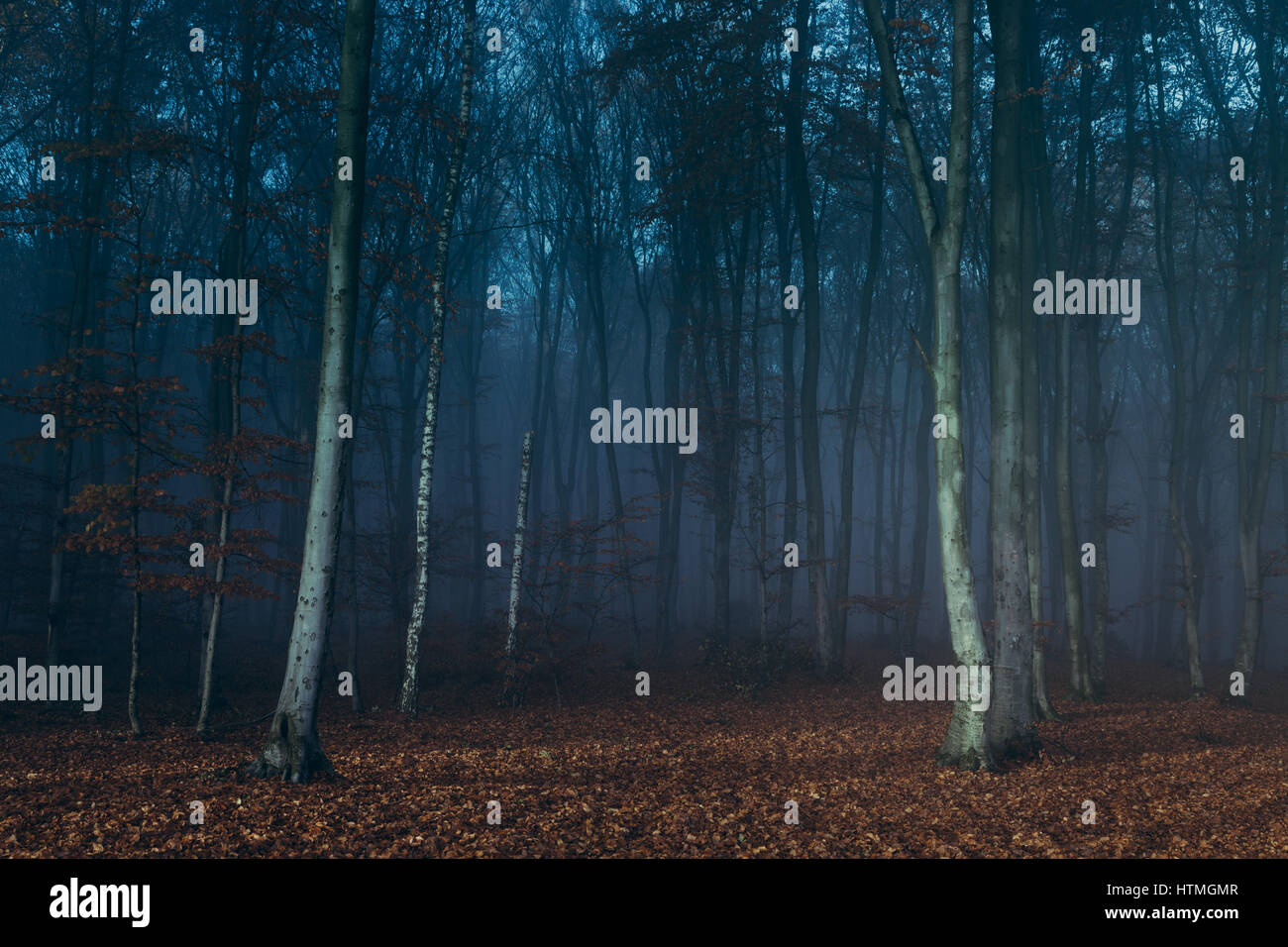 Foggy Forest At Night Time