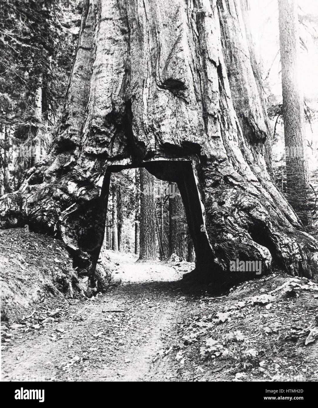 Road driven through the bole of a Californian Redwood tree given the ...