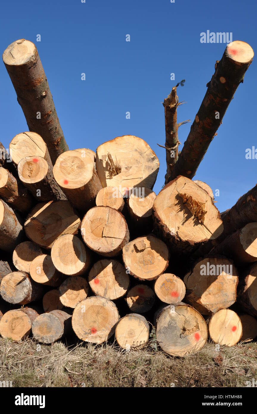 Tree Logs in Pile Against Blue Sky Stock Photo - Alamy