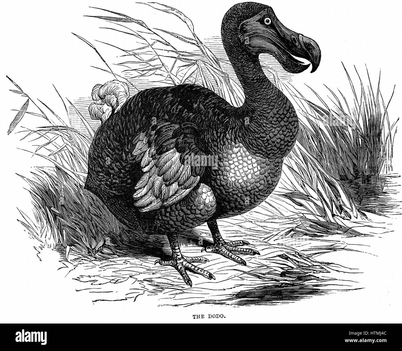 Dodo - Raphus cucullatus, formerly Didus ineptus, extinct flightless ...