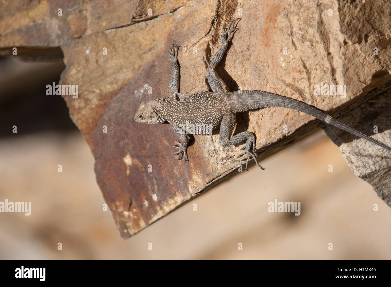 The Kashmir Rock Agama (Laudakia tuberculata) is a species of agamid ...