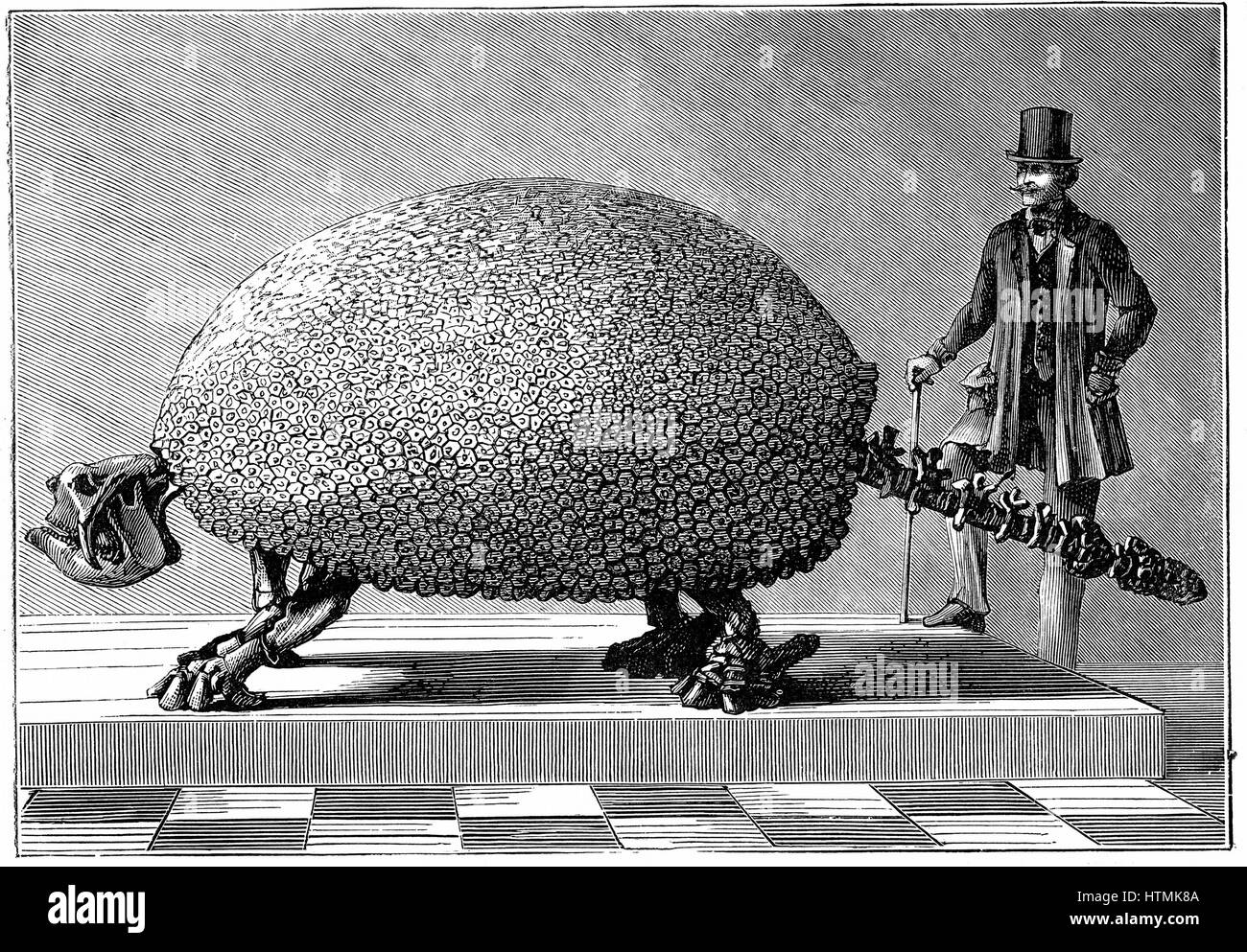 Fossil of giant armadillo from South America, with human figure giving ...