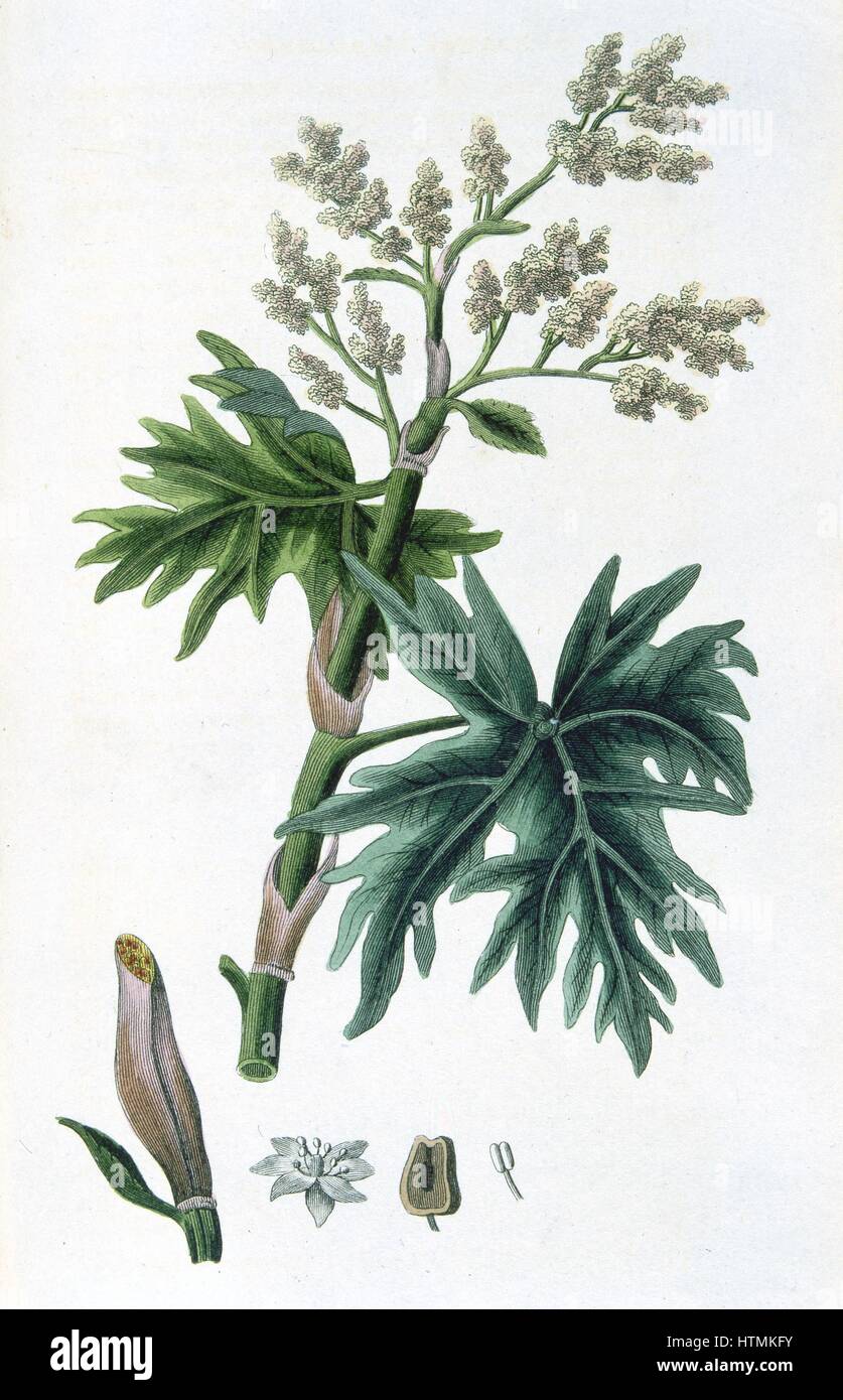 Rhubarb (Rheum officinalis) used as a laxative, a tonic and an ...