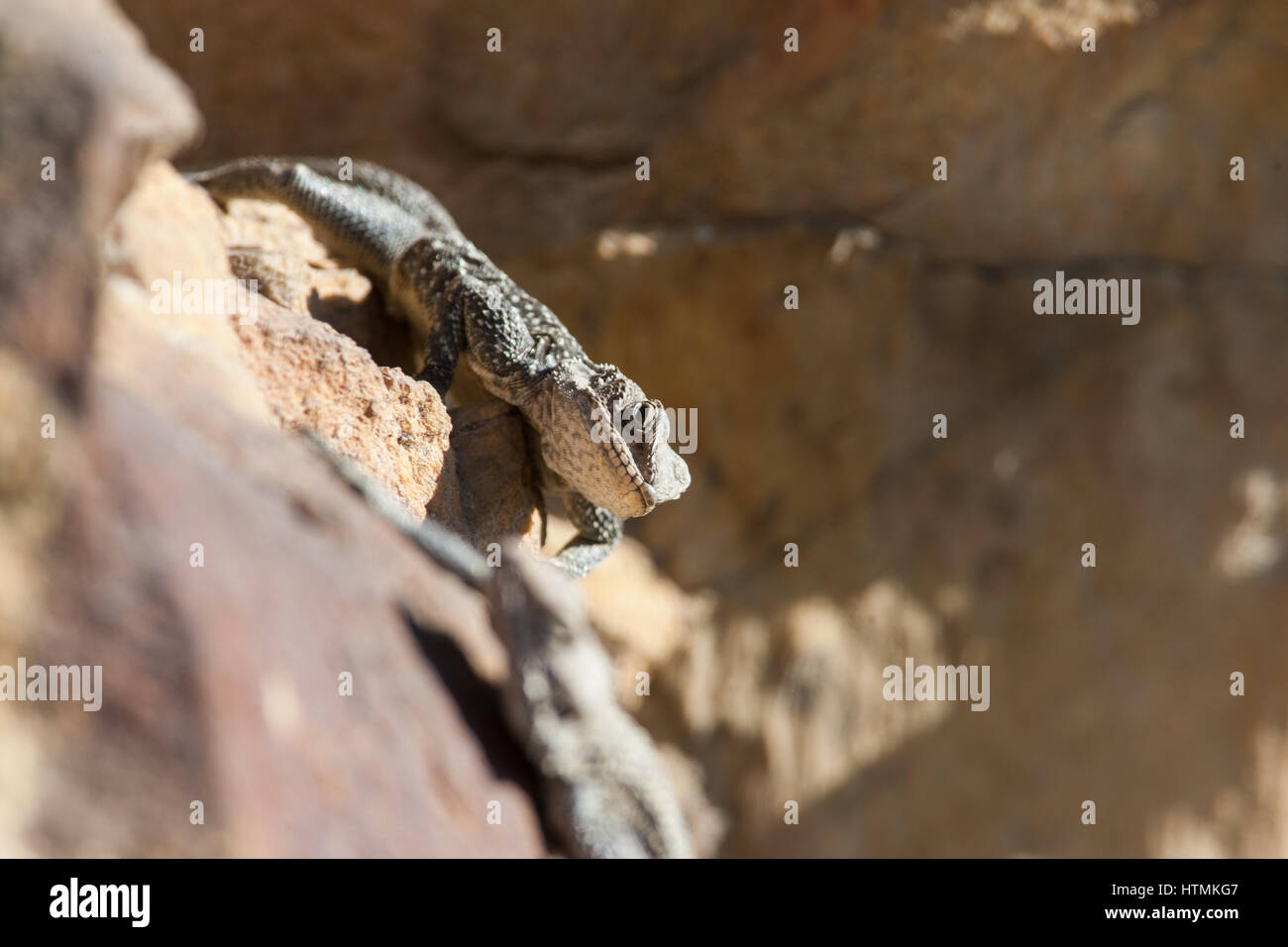 Species of agamid lizard hi-res stock photography and images - Alamy