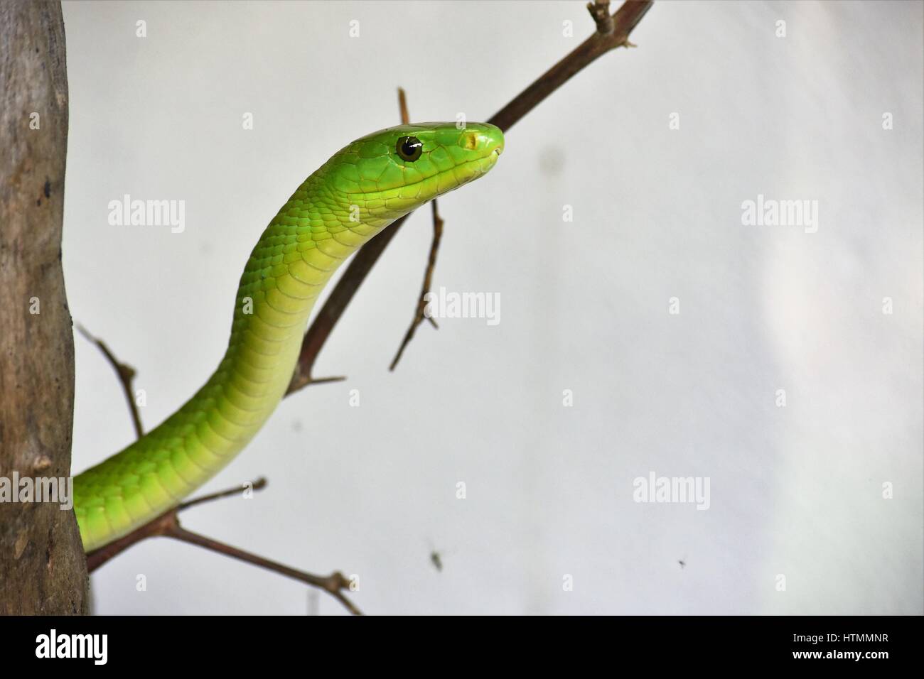 Bright green snake hi-res stock photography and images - Alamy