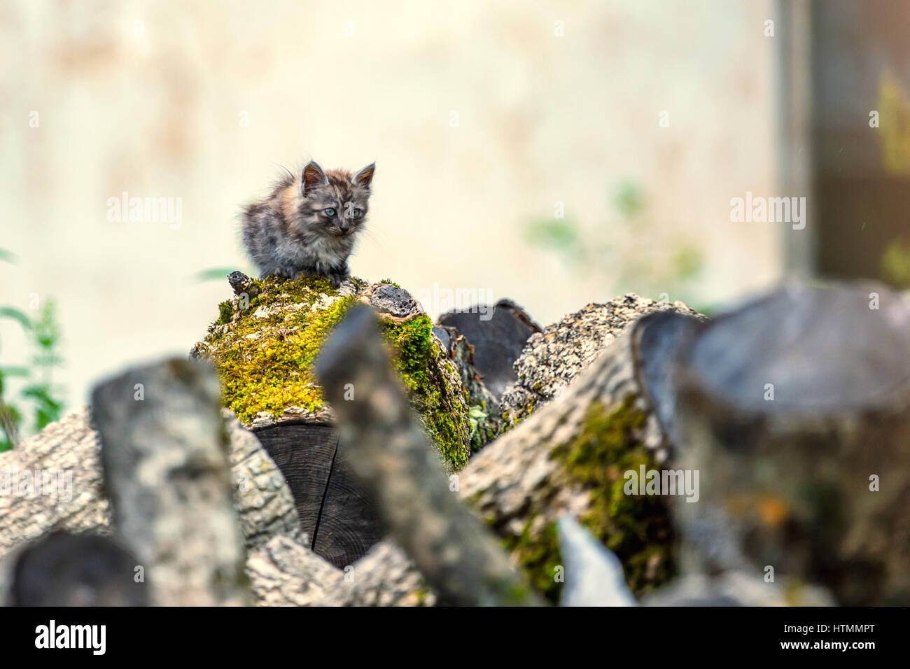 Beautiful but pitiful gray lost kitten looking at the photographer ...