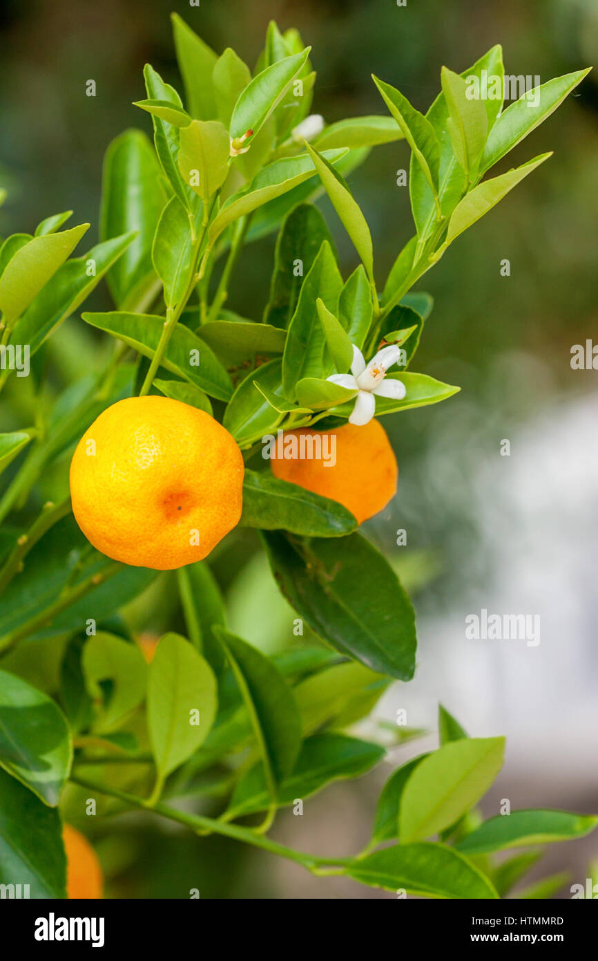 Mandarin flowers and fruits on tree. Orange citrus tree Stock Photo - Alamy