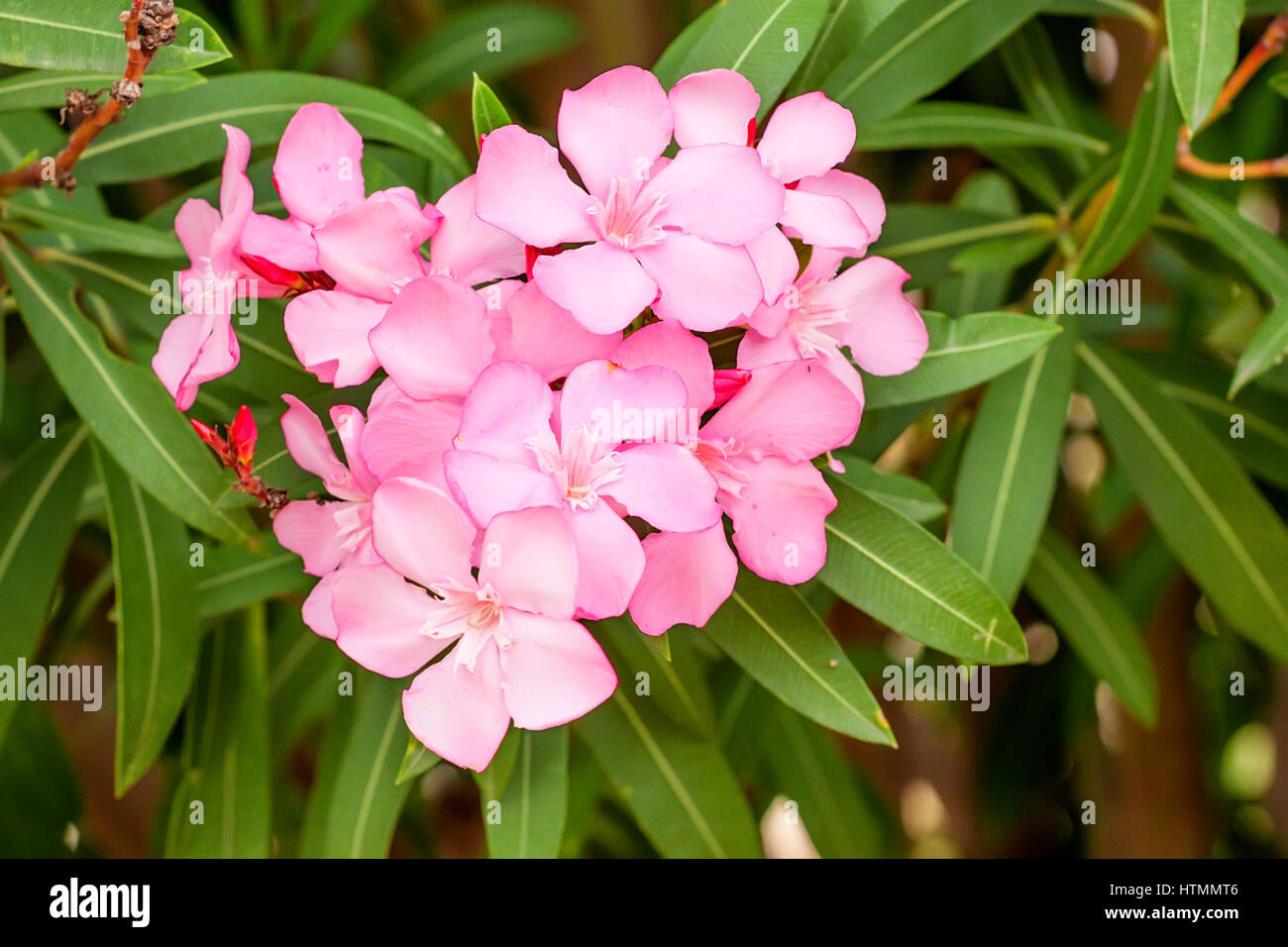Orange oleander flowers hi-res stock photography and images - Alamy