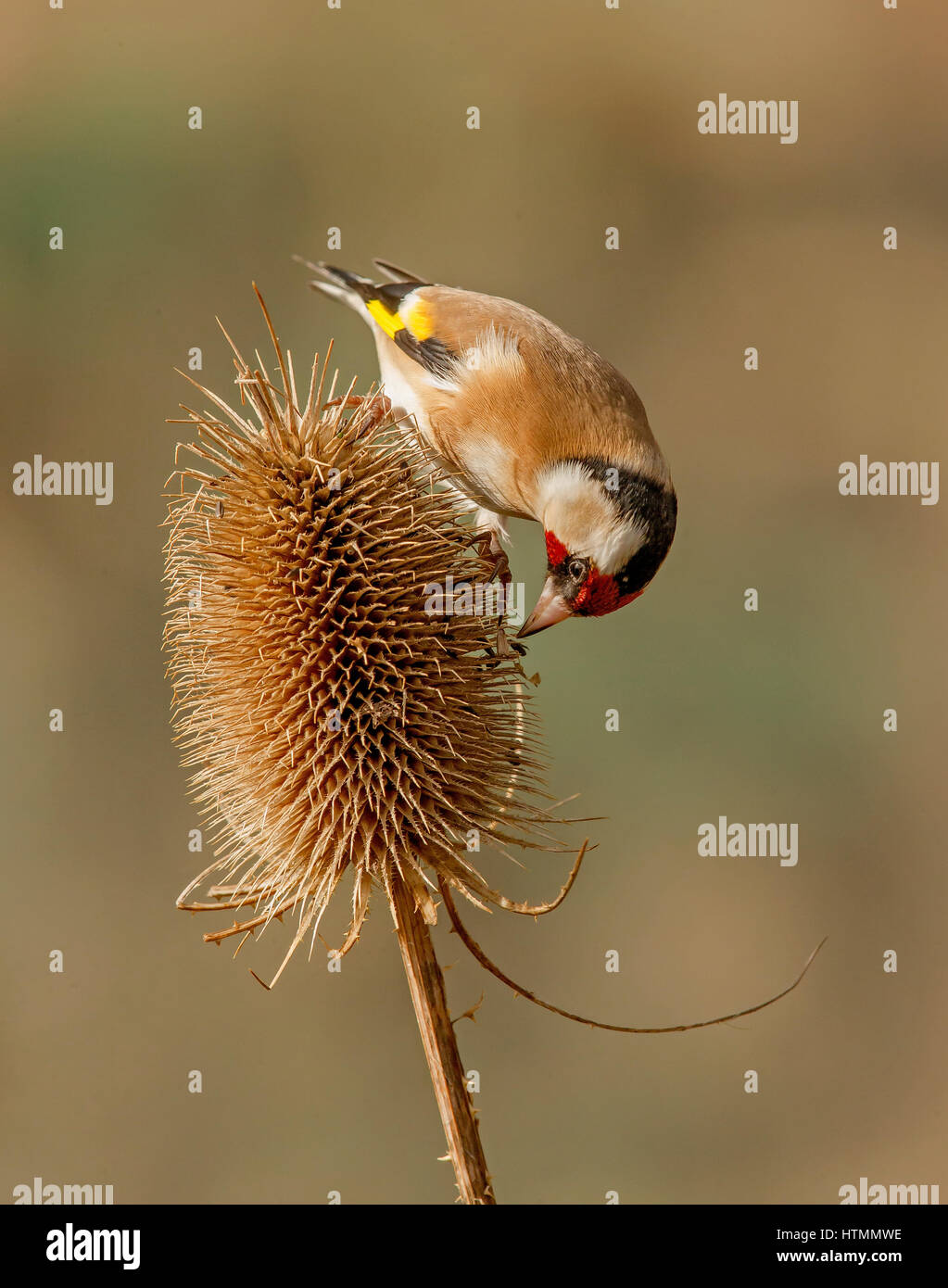 Starling competing for food Stock Photo - Alamy