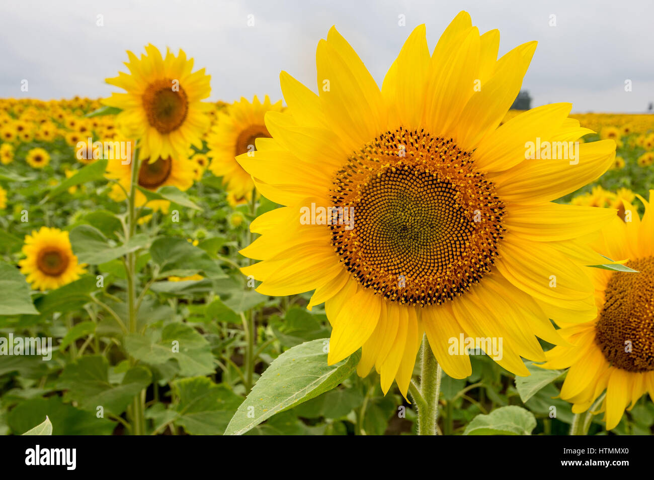 Close-up photography of beautiful sunflowers on the field Stock Photo ...