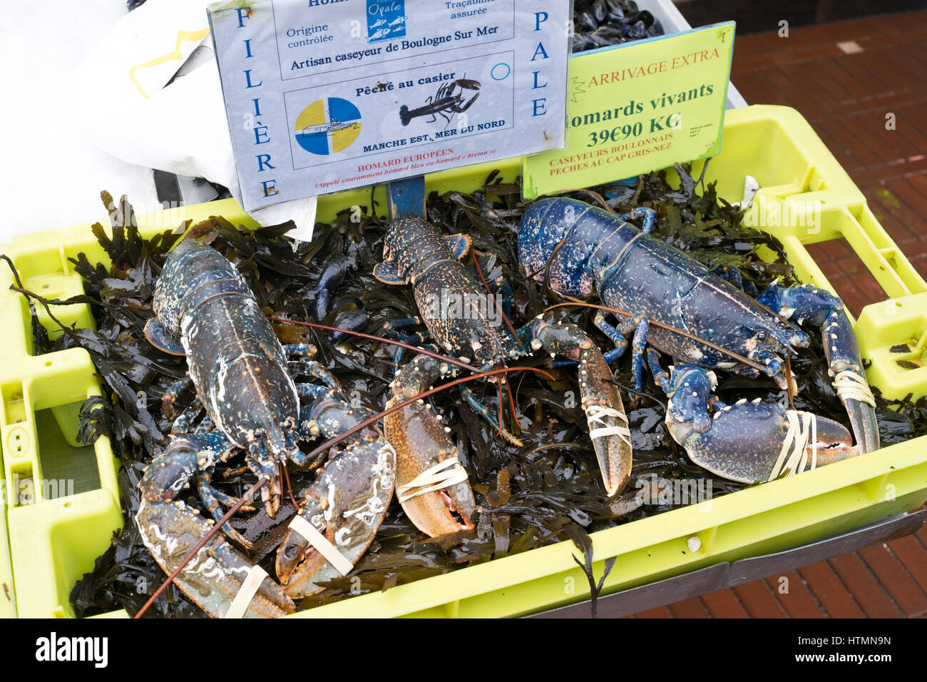 Luxury fish hi-res stock photography and images - Alamy