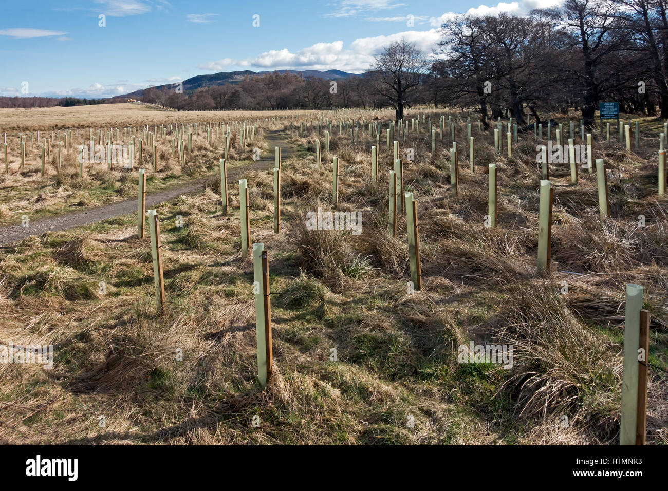 Town tree planting scotland hi-res stock photography and images - Alamy