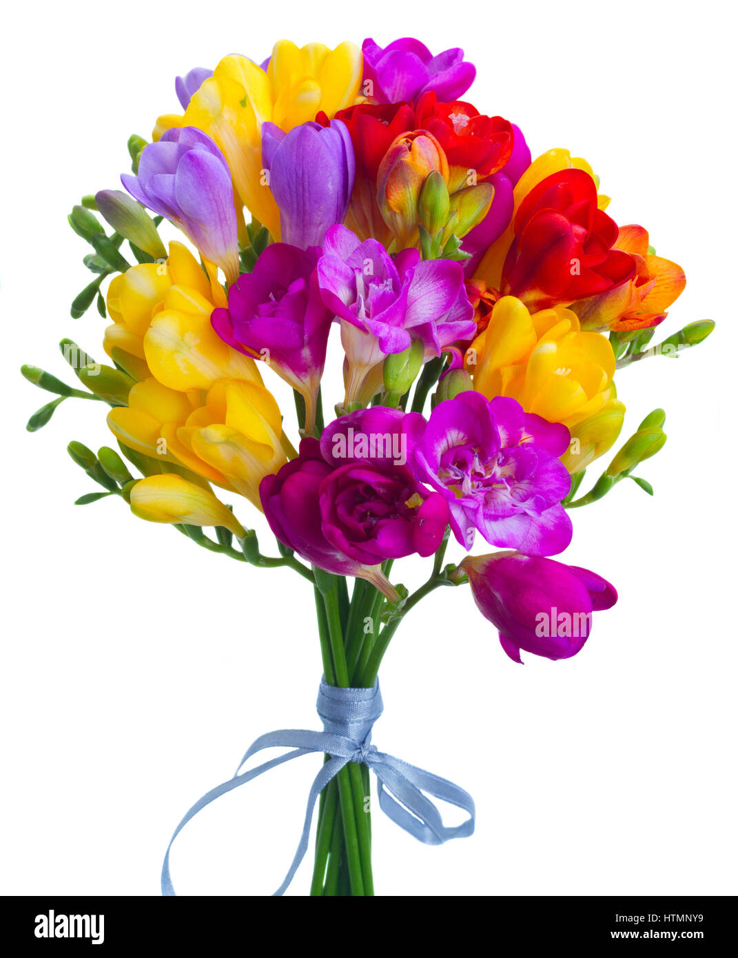 Fresh freesia flowers hi-res stock photography and images - Alamy