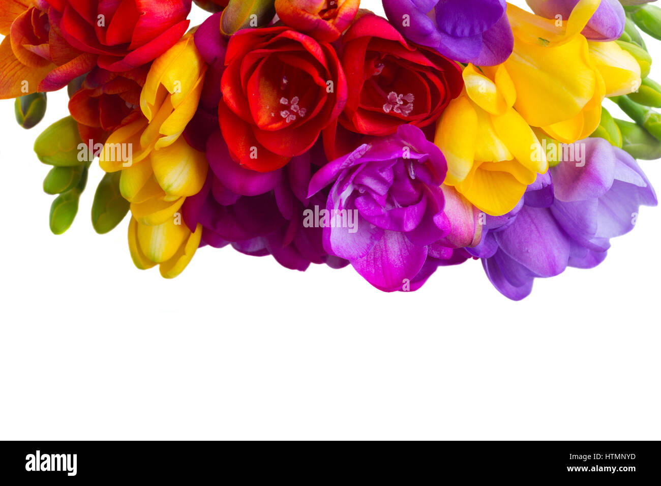 Fresh freesia flowers Stock Photo - Alamy