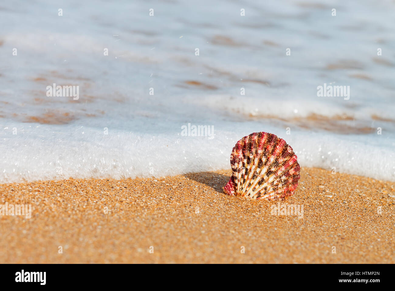 scallop shell on the beach Stock Photo - Alamy