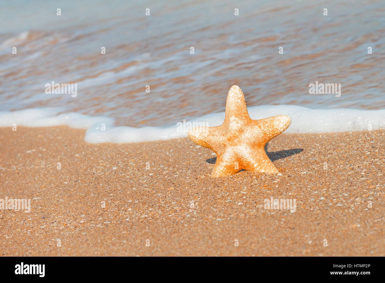 Seashell on beach caribbean sea hi-res stock photography and images - Alamy