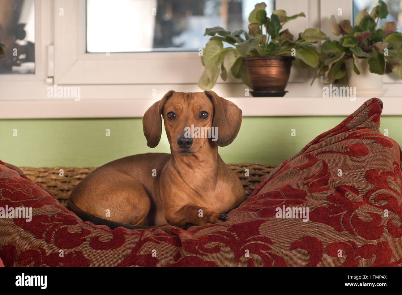 Dachshund portrait lying on red cushion and looking at camera Stock ...