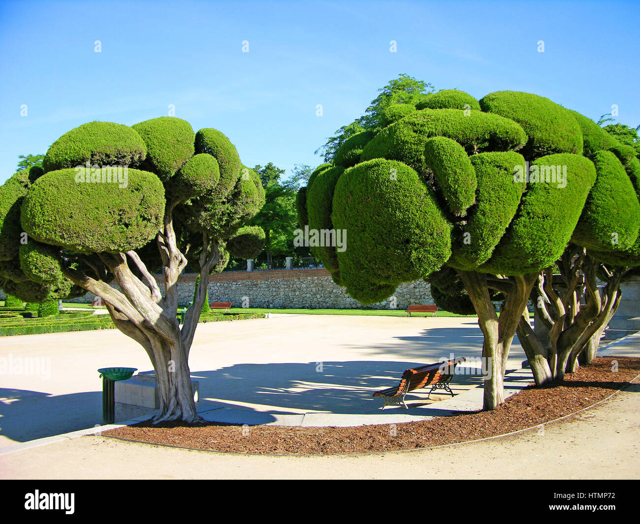 Odd-shaped trees in Park Buen-Retiro, Madrid, Spain Stock Photo - Alamy