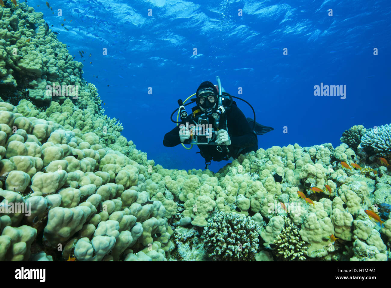 Camera man scuba diver swims near Dome Coral or Hump Coral (Porites ...
