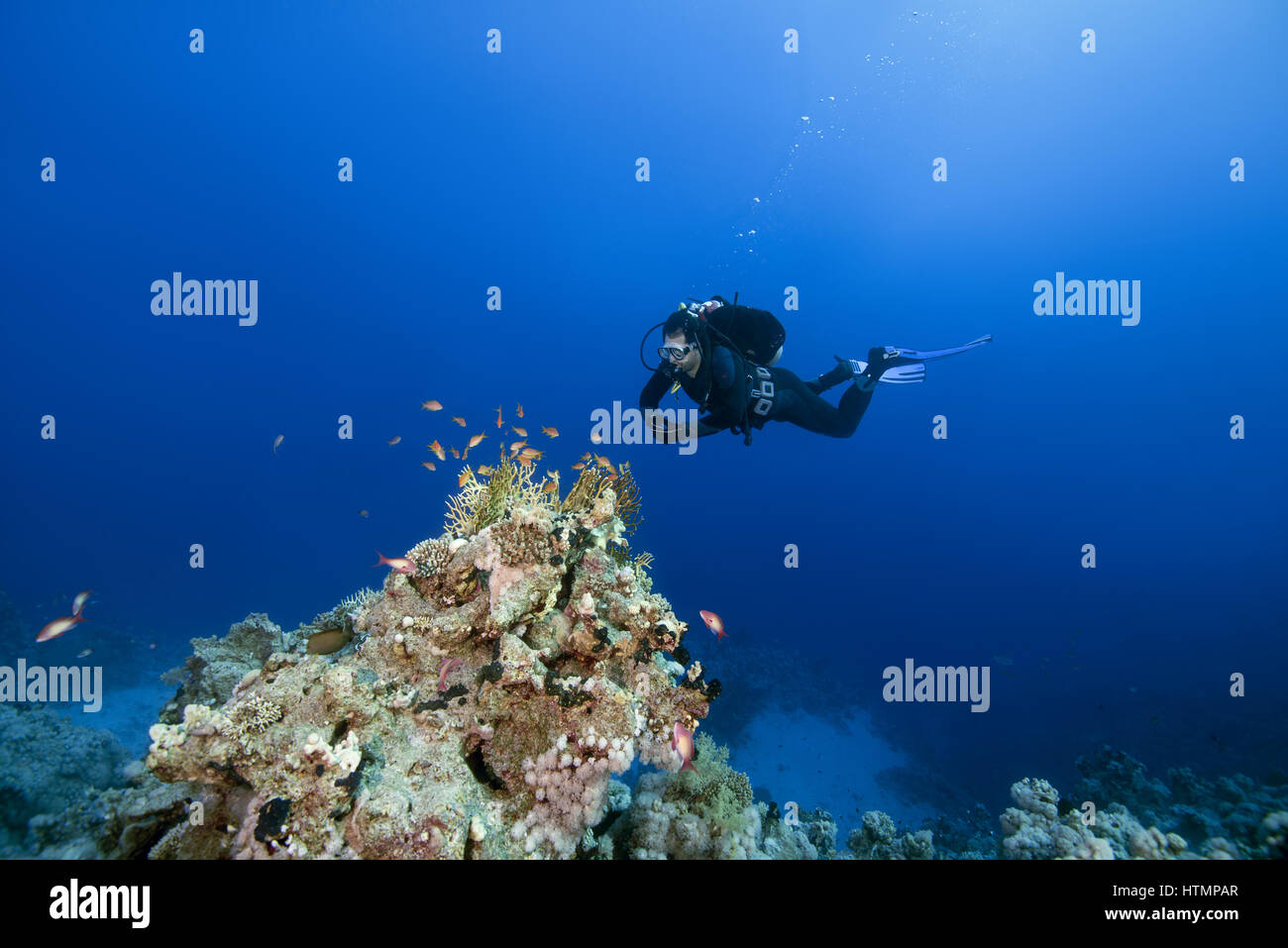 Male diver swimming underwater hi-res stock photography and images - Alamy